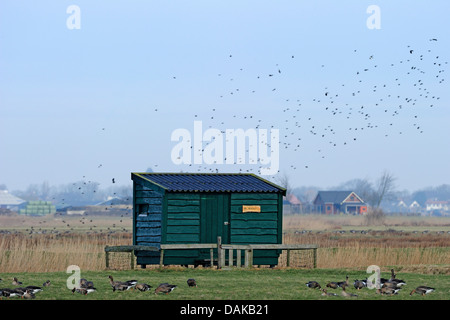 Birdwatching bird observation Bird watching hut camouflage photographer ...