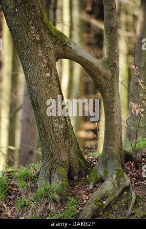Two different tree trunks growing as if joined together, Furzey Gardens ...