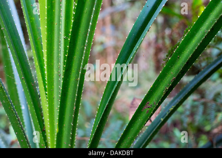 Plant detail, pandanus Stock Photo - Alamy