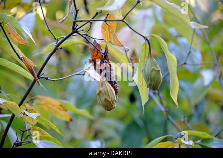 Carolina allspice (Calycanthus floridus), fruit Stock Photo - Alamy