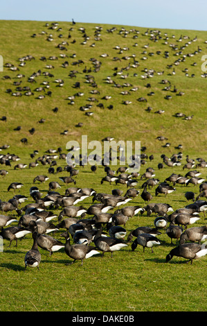 brent goose (Branta bernicla), large flock in front of blue sky ...