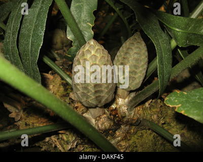 Stangeria (Stangeria eriopus), cone Stock Photo - Alamy