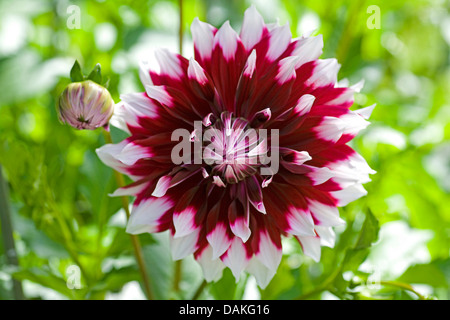 georgina (Dahlia 'Kazusa-shiranami', Dahlia Kazusa-shiranami), flower ...