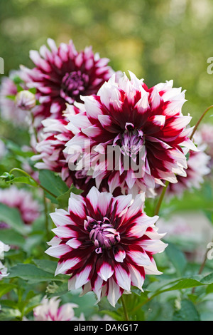 georgina (Dahlia 'Kazusa-shiranami', Dahlia Kazusa-shiranami), flower ...