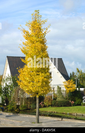ginkgo biloba "Princeton Sentry" leaves Stock Photo - Alamy