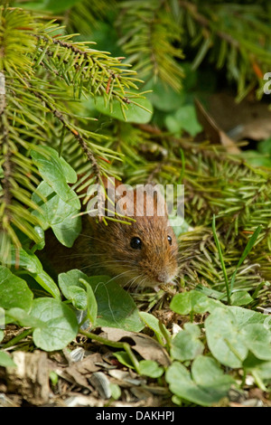 Red vole (Myodes glareolus) peering from burrow by old-growth Beech ...