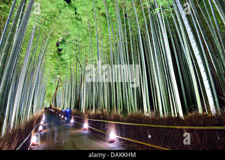 Bamboo Forest of Kyoto, Japan at night Stock Photo - Alamy