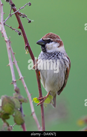 Spanish sparrow (Passer hispaniolensis), male feeding young bird ...