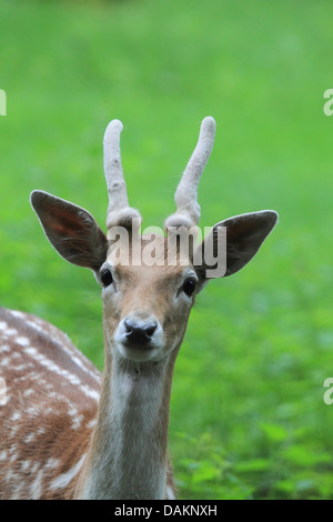 Close view of a male deer, looking up at the camera, who has just shed ...