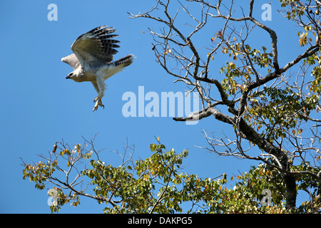 Harpy eagle (Harpia harpyja), immature sitting on a branch and flying ...
