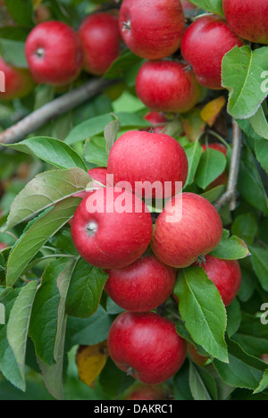 apple tree (Malus domestica 'Topaz', Malus domestica Topaz), cultivar ...