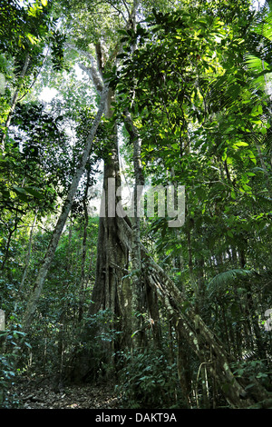 The buttress of this Ficus (Moraceae) tree in Monteverde Cloud Forest ...