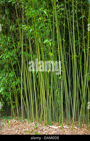 Phyllostachys bissetii, bamboo Stock Photo - Alamy