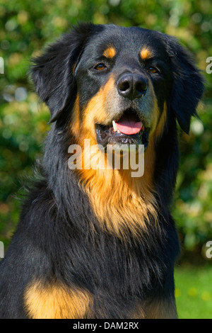Hovawart. Adult dog (black and gold) sitting on a lawn Stock Photo - Alamy