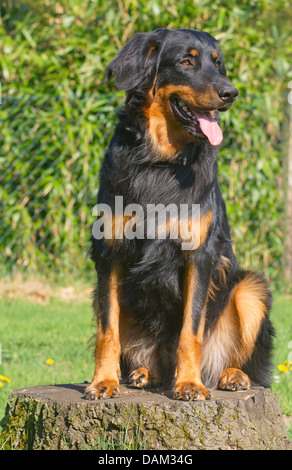 Hovawart. Adult dog (black and gold) sitting on a lawn Stock Photo - Alamy