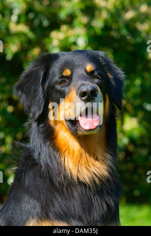 Hovawart. Adult dog (black and gold) sitting on a lawn Stock Photo - Alamy