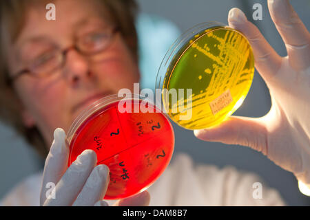 Robert Koch in his laboratory Stock Photo - Alamy