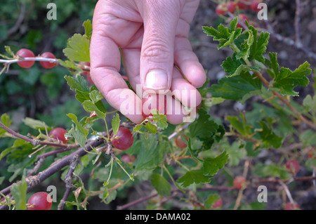 Red color gooseberries on bush branch close up macro Stock Photo - Alamy