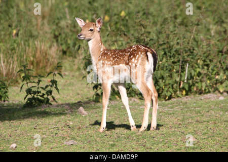 Fallow deer, Dama dama, fawn (juveniles) in snowy winter conditions ...