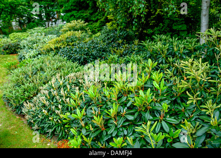 Yak Rhododendron, Yakushima Rhododendron (Rhododendron yakushimanum ...