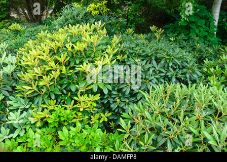 Yak Rhododendron, Yakushima Rhododendron (Rhododendron yakushimanum ...