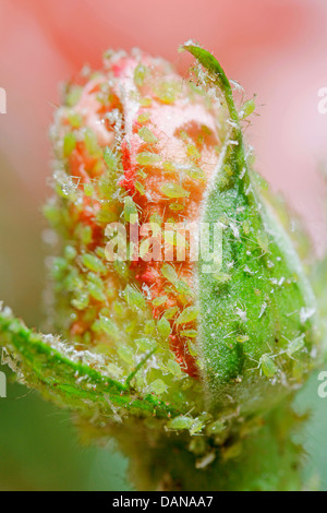 Green aphids on roses. Pests damage the plant and spread disease Stock ...