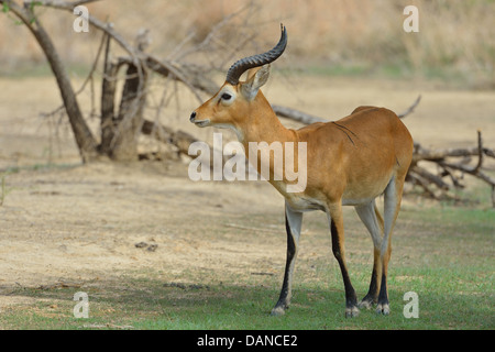 Buffon’s Kob - Western Kob (Kobus kobus kob) male Pendjari National ...