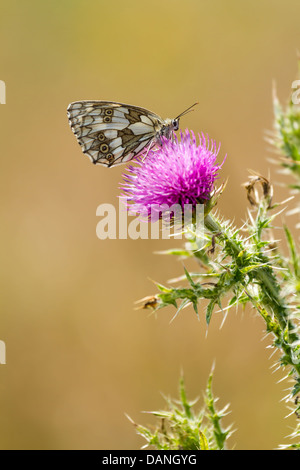 Beautiful butterfly land colorful on flower in nature Stock Photo - Alamy