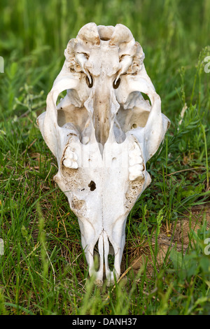 dead red deer Stock Photo - Alamy