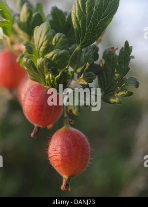 Fresh red and green gooseberry in wooden bowl on blue wooden background ...