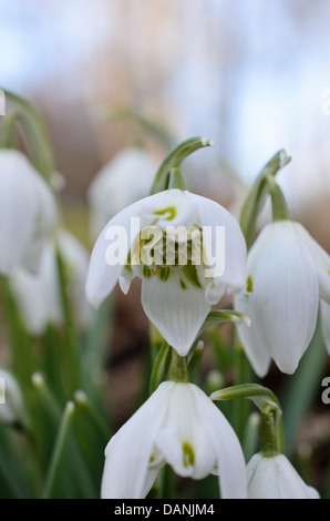 Double flowering Snowdrop - Galanthus nivalis f. pleniflorus 'Flore ...