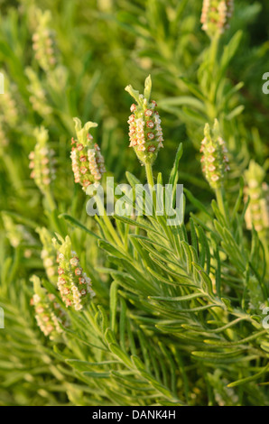 Yellow lavender (Lavandula viridis Stock Photo - Alamy