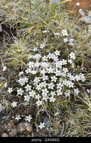 Spring Sandwort, Minuartia verna in coastal grassland, The Lizard ...
