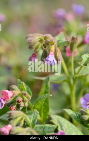 Common lungwort, Pulmonaria officinalis, Lungwort Stock Photo - Alamy