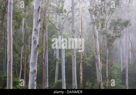 Tall moist eucalypt forest in early morning mist, Watagans National ...