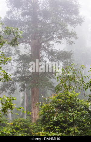 Tall moist eucalypt forest in early morning mist, Watagans National ...