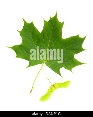 acer platanoides tree isolated on white background Stock Photo - Alamy