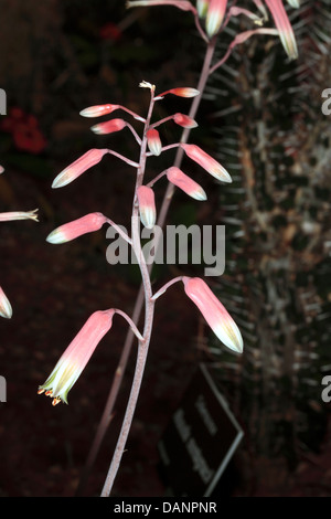 Madgasacan native Aloe flowers- Aloe fragilis - Family Asphodelacea ...