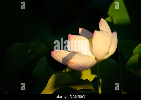 Lotus flowers are in full bloom at Mochou Lake Park in Nanjing, east ...
