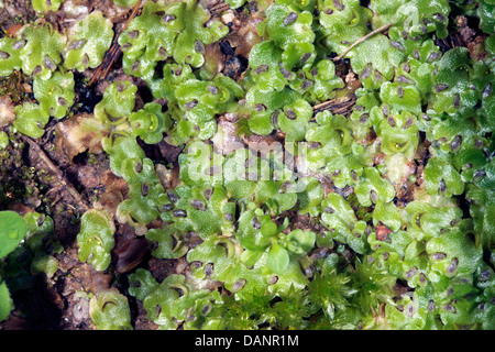 Close-up of the Thallose Liverwort Lunularia cruciata with Gemmae in ...