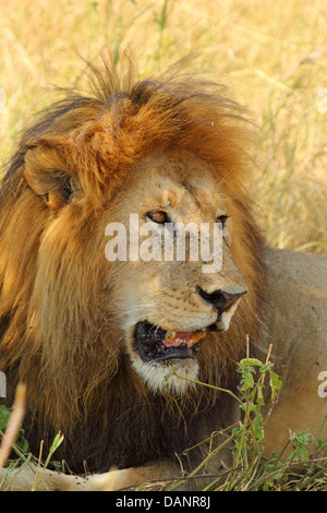 lion (Panthera leo) portrait from close-up and side of head blending in ...