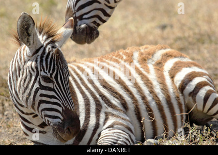 A baby zebra (Equus Quagga) lying with his mother in Ngorongoro ...