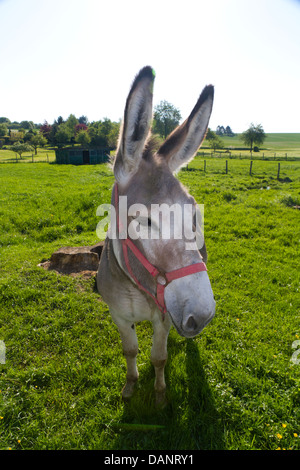 Closeup of a donkey looking at camera Stock Photo - Alamy