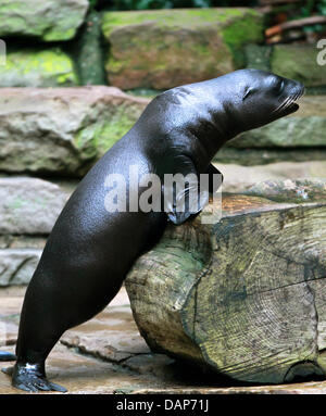 Six-weeks-old seal 'Fibi' and her mother 'Holly' swim through the pool ...