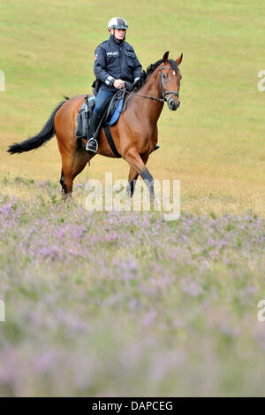 Police officer Michael Engelke rides the Hanoverian Argon and passes German heath sheep at the ...