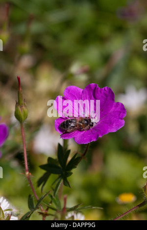 foraging bee on purple geranium flower in the spring garden Stock Photo ...