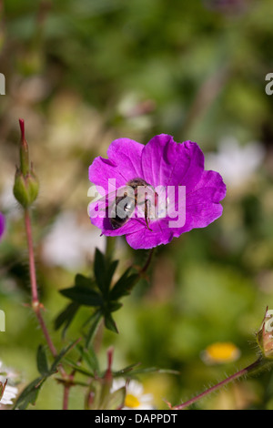 foraging bee on purple geranium flower in the spring garden Stock Photo ...