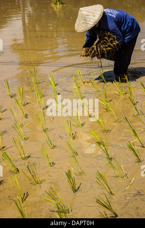 Chinese farmers work in the rice fields in Sanya Hainan China 30 Mar ...