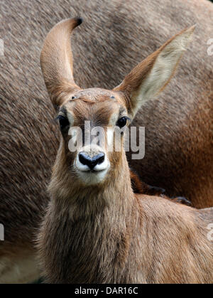 Four week old Roan Antelope "Larissa" explores the outdoor enclosure at ...