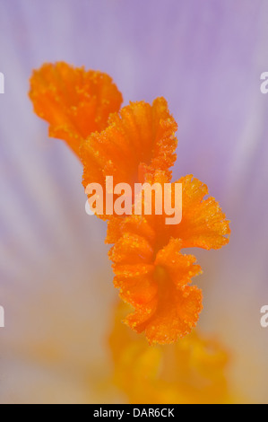 Macro shot of Orange flower detail at sunset time Stock Photo - Alamy